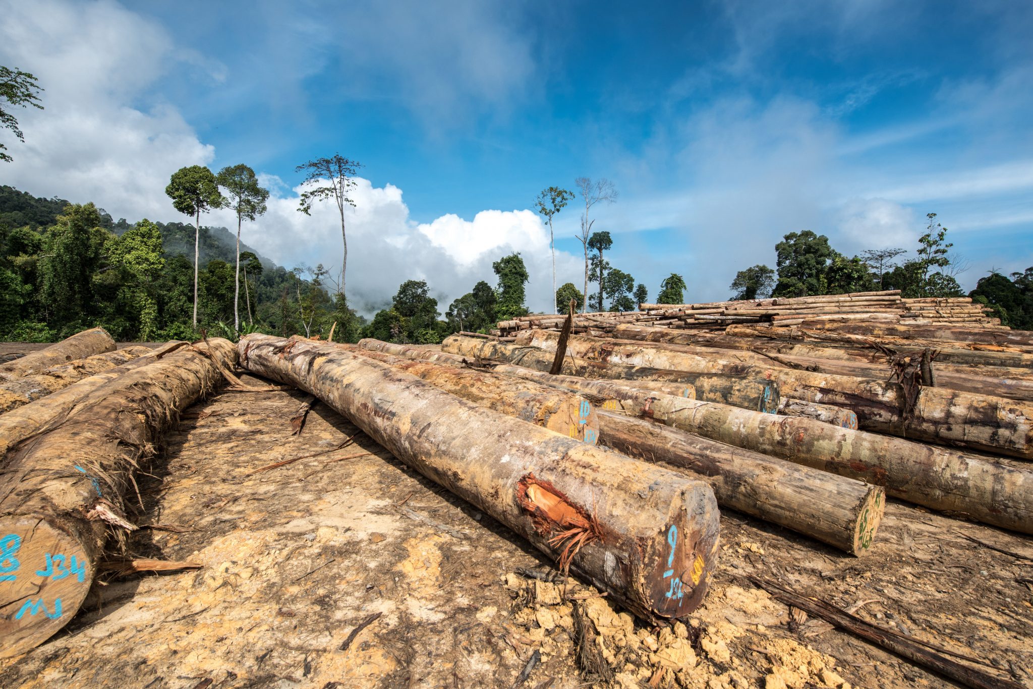 Indonesia among top contributors to global deforestation, new WRI data ...