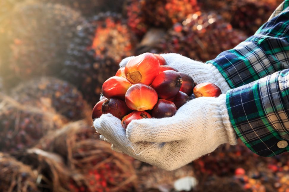 Palm oil sector reform: Addressing the fall in fresh fruit bunch prices ...