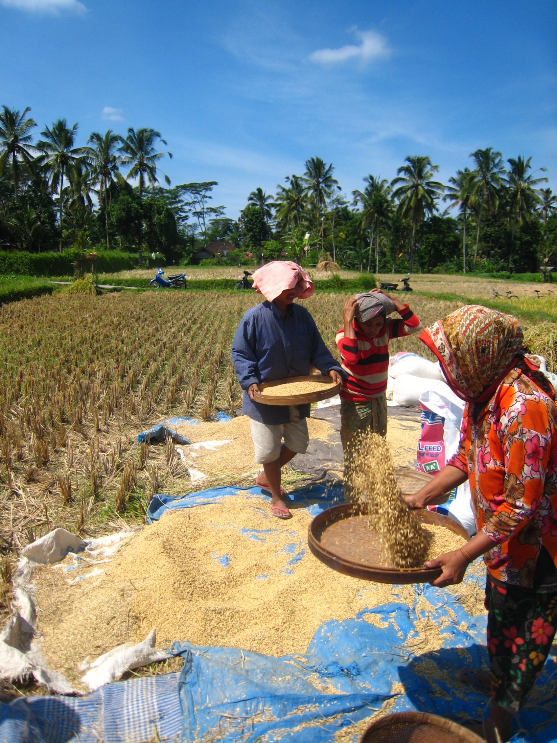 BMKG: Climate change threatens Indonesia’s food security, drought and ...